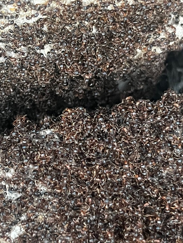 Rove Pest Control: Professional Pest Solutions Near You